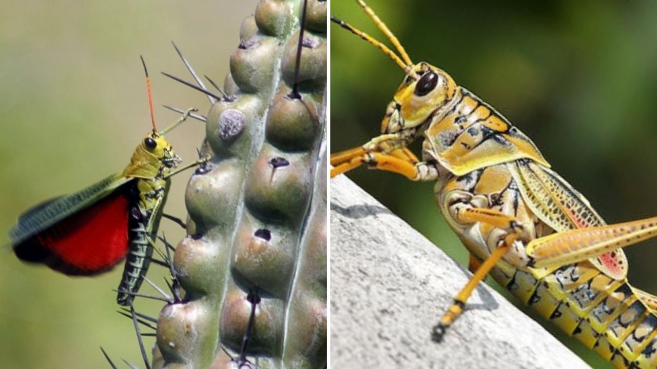 Chapulín o Chapulinear: Conoce su significado y qué es hacerlo a un ...