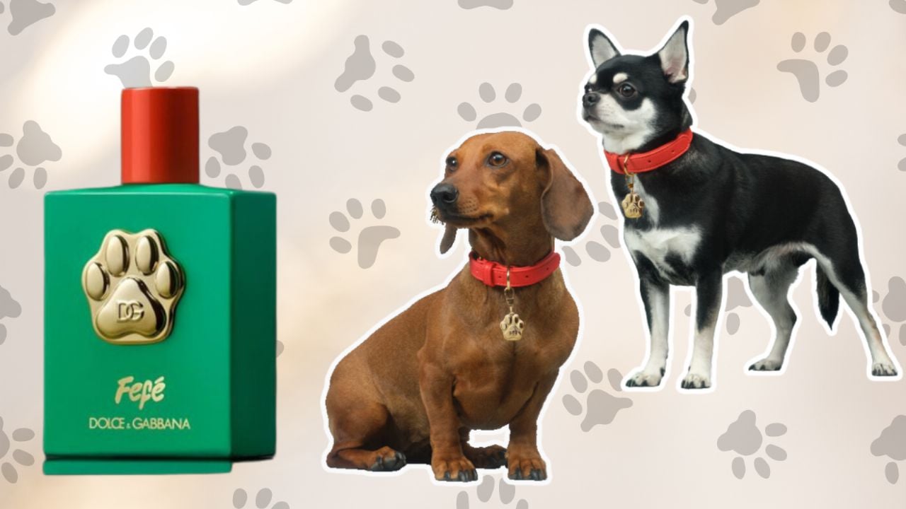 Conoce Fefé, el perfume de lujo para perro presentado por Dolce ...