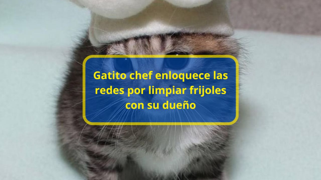 Gatito chef enloquece las redes por limpiar frijoles con su dueño | La ...