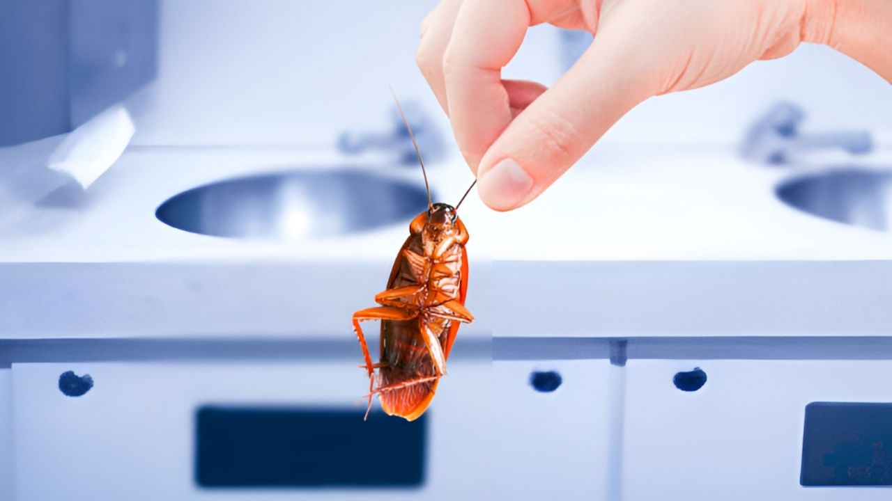 ¡Elimina la cucarachas de tu hogar! Este es el truco con vaselina para lograrlo | La Mejor